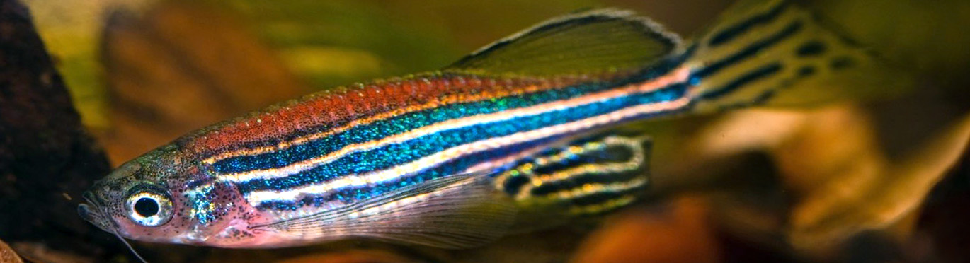 Pez cebra: la nueva rata de laboratorio